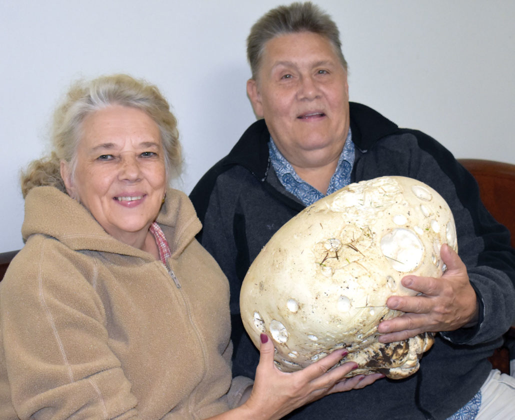 Fall is prime season for mushroom hunting | News, Sports, Jobs - The ...